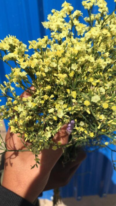 Products - Mt Kenya Sprouts