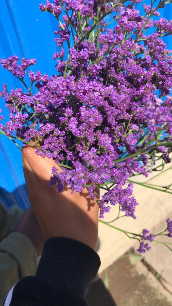 Products - Mt Kenya Sprouts