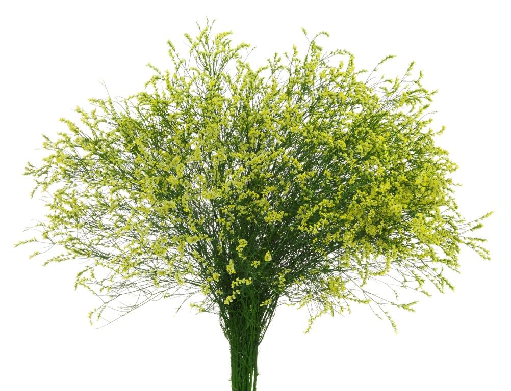 Products - Mt Kenya Sprouts